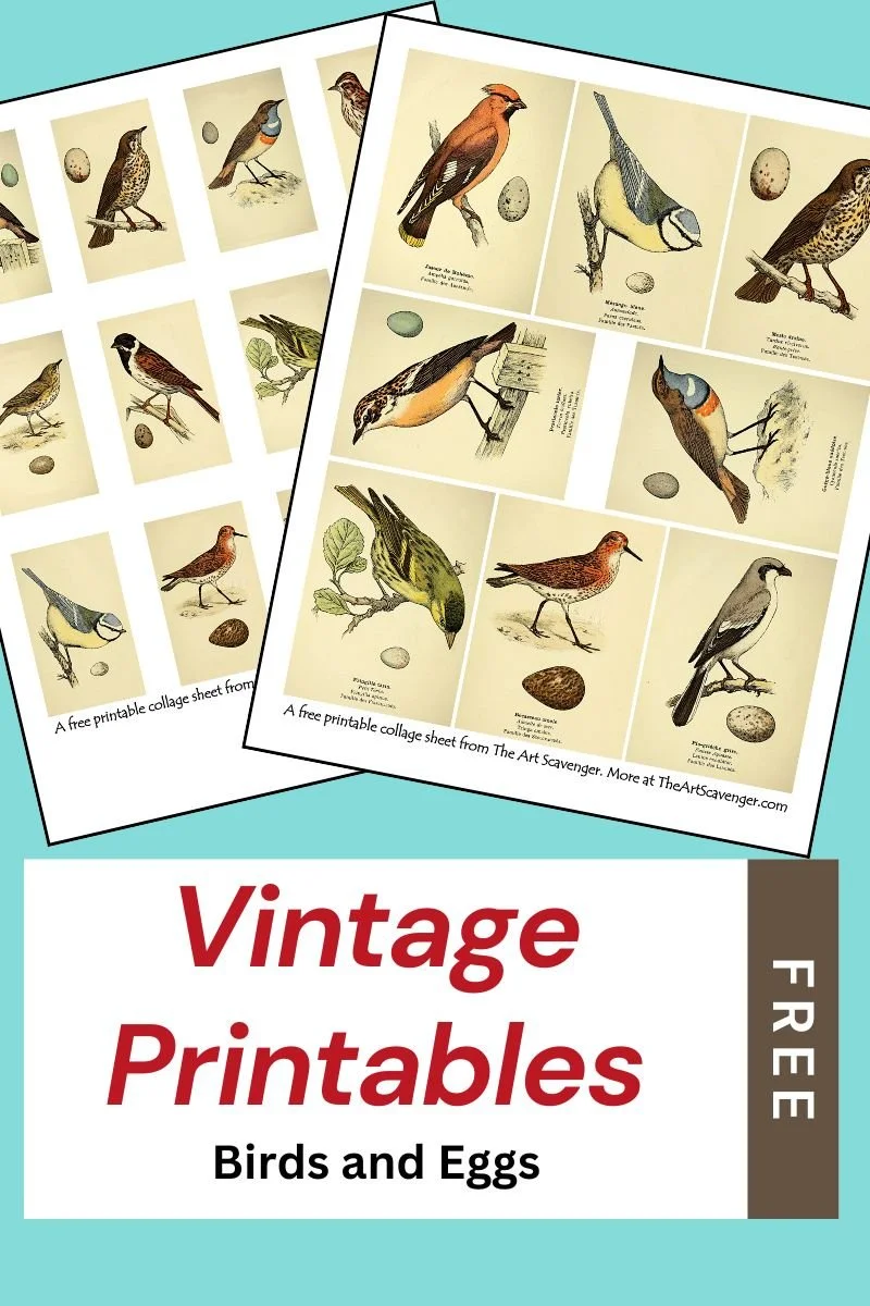 Free Bird Illustration Printables and Guide to Starting a Junk Journal ...