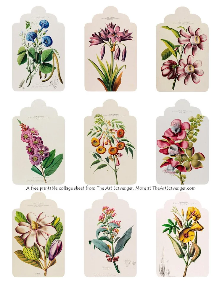 Free Printable Flora of the French West Indies Botanical Collage Sheets ...