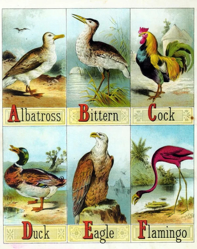 Free Bird Alphabet Ephemera + How to Use It in Mixed Media — The Art ...