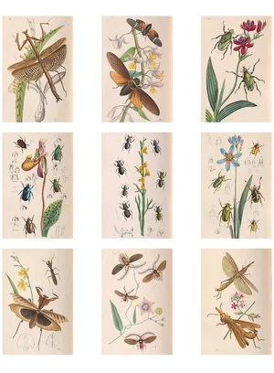 Animals — Free Printable Collage & Ephemera Sheets — The Art Scavenger