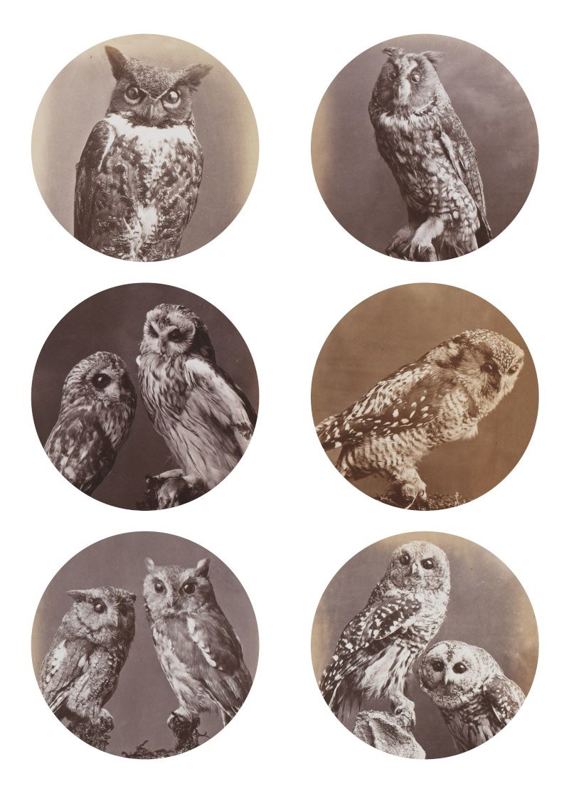 Free Owl Portrait Vintage Printables — The Art Scavenger