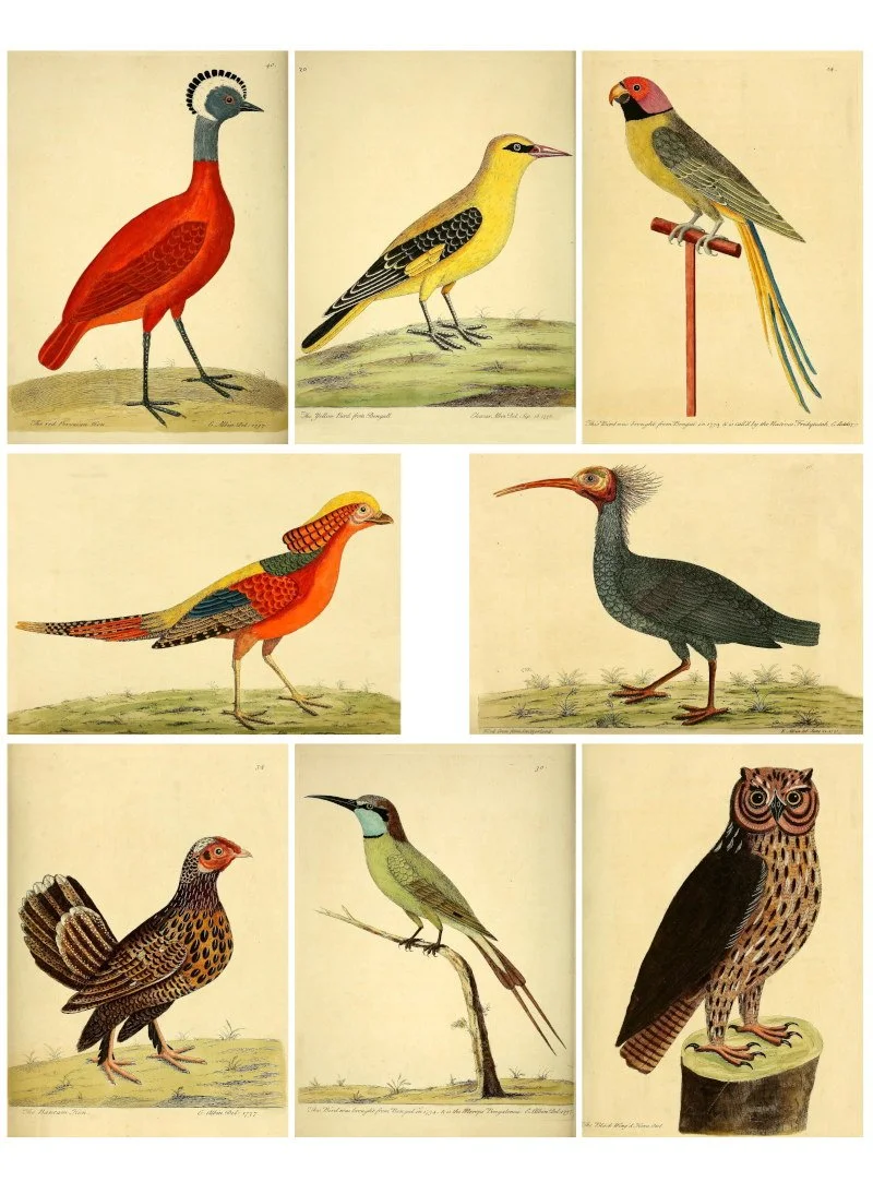 Animals — Free Printable Collage & Ephemera Sheets — The Art Scavenger