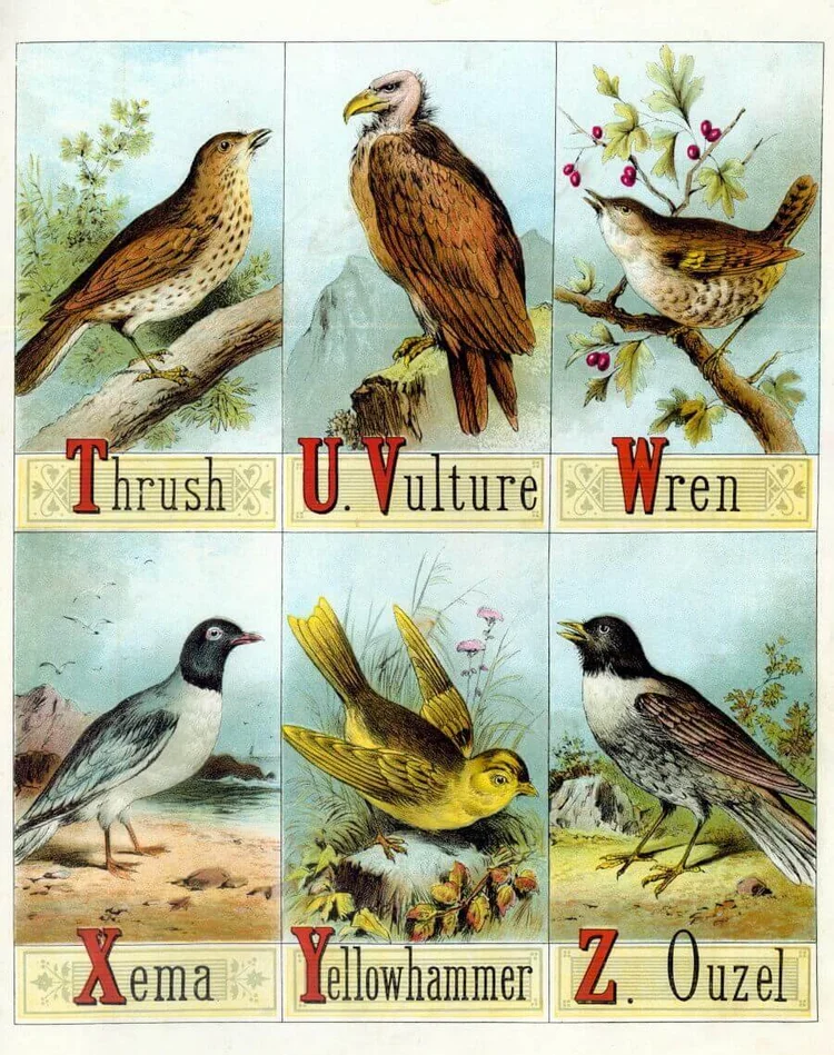 Free Bird Alphabet Ephemera + How to Use It in Mixed Media — The Art ...