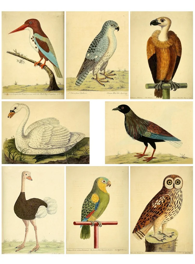 Free Bird Ephemera Printables — The Art Scavenger