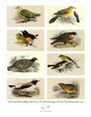 Free Cute Bird Illustration Collage Sheets — The Art Scavenger