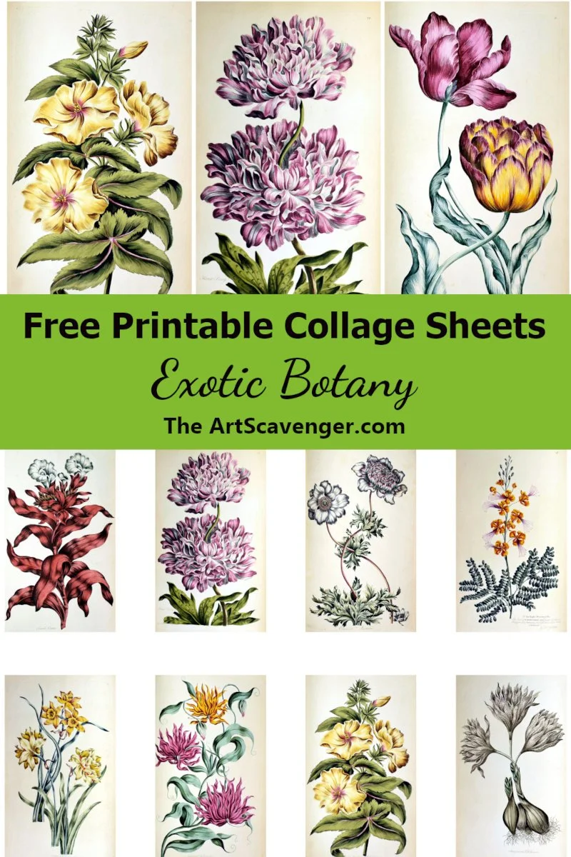 Free Printable Exotic Botany Collage Sheets — The Art Scavenger
