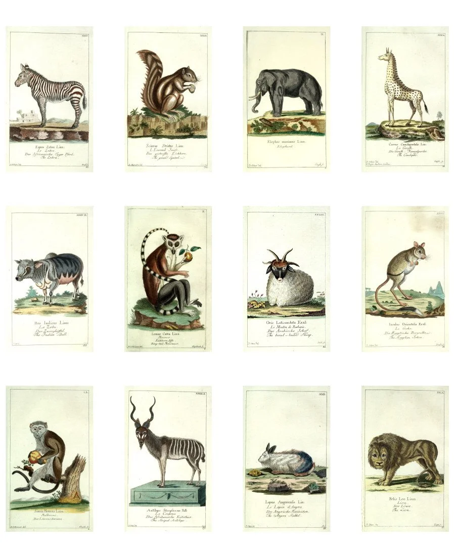 Free Printable Vintage Animal Illustrations for Junk Journals and Art ...