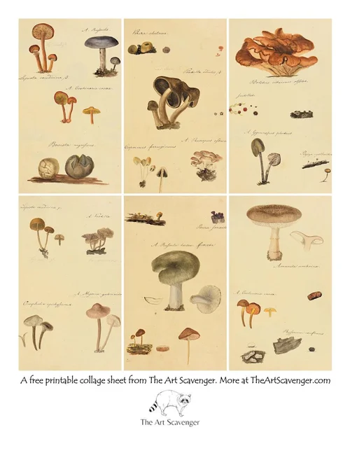 Mushrooms — Free Printable Collage & Ephemera Sheets — The Art Scavenger