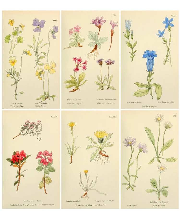 Printable Flower Ephemera — The Art Scavenger