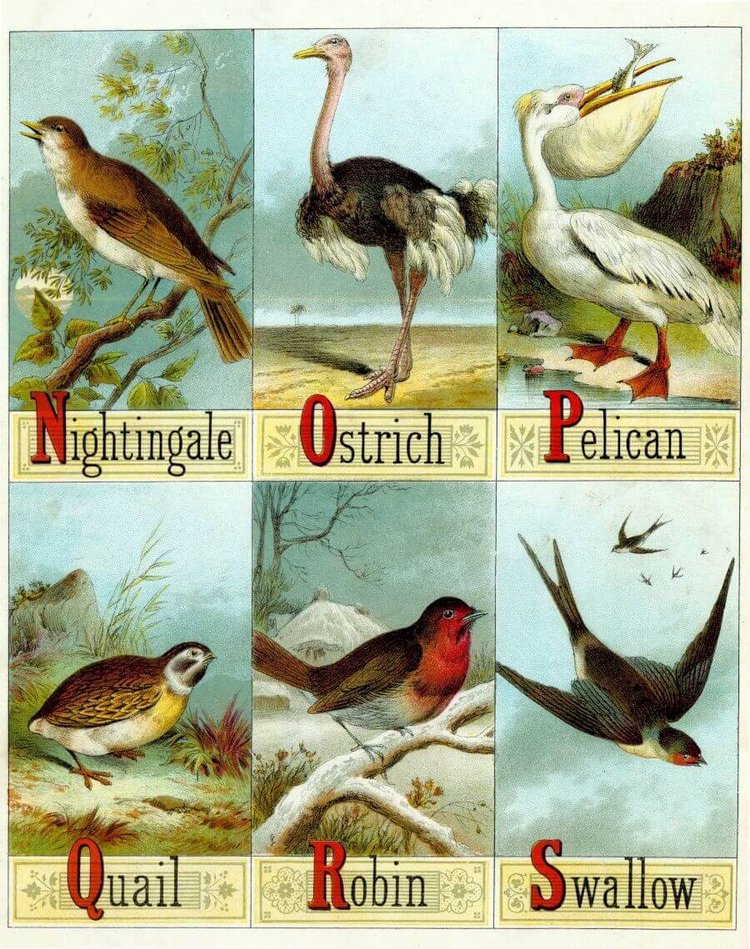 Free Bird Alphabet Ephemera + How to Use It in Mixed Media — The Art ...