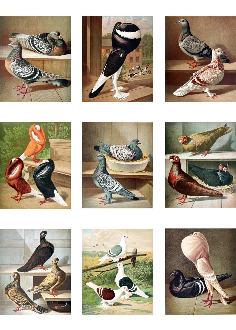 Animals — Free Printable Collage & Ephemera Sheets — The Art Scavenger
