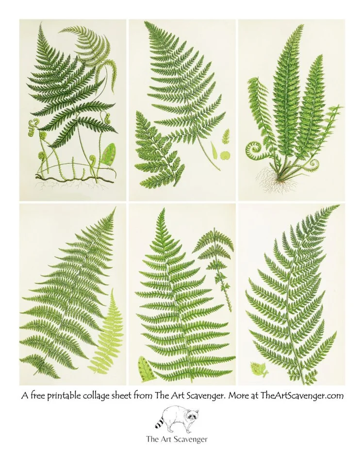 Free Fern Illustration Collage Sheet Printable — The Art Scavenger