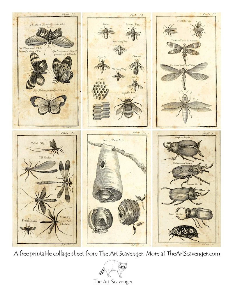 Animals — Free Printable Collage & Ephemera Sheets — The Art Scavenger