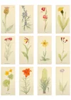 Printable Flower Ephemera — The Art Scavenger