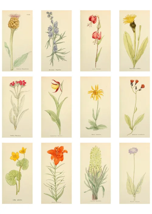 Printable Flower Ephemera — The Art Scavenger