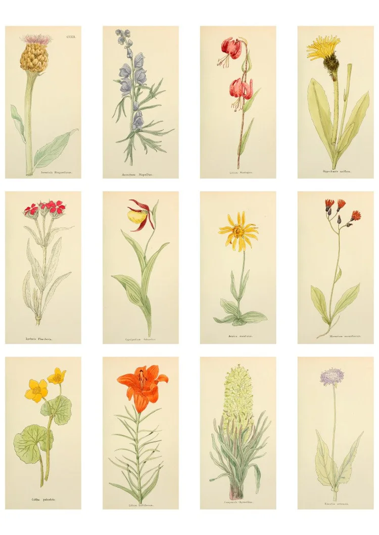 Printable Flower Ephemera — The Art Scavenger