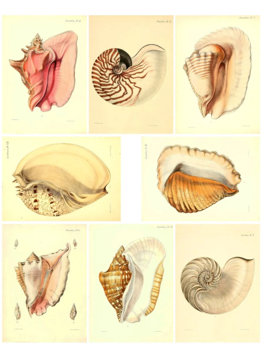 Free Printable Collage & Ephemera Sheets — The Art Scavenger