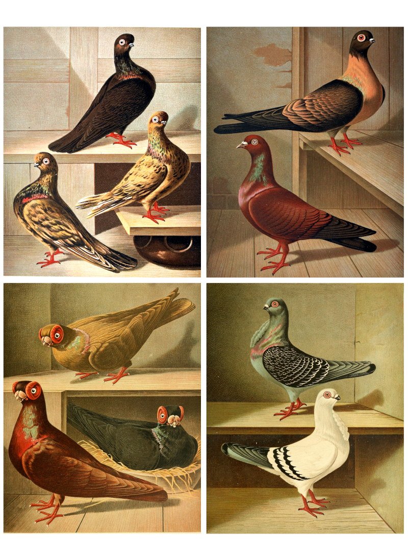Free Pigeon Ephemera Printables — The Art Scavenger