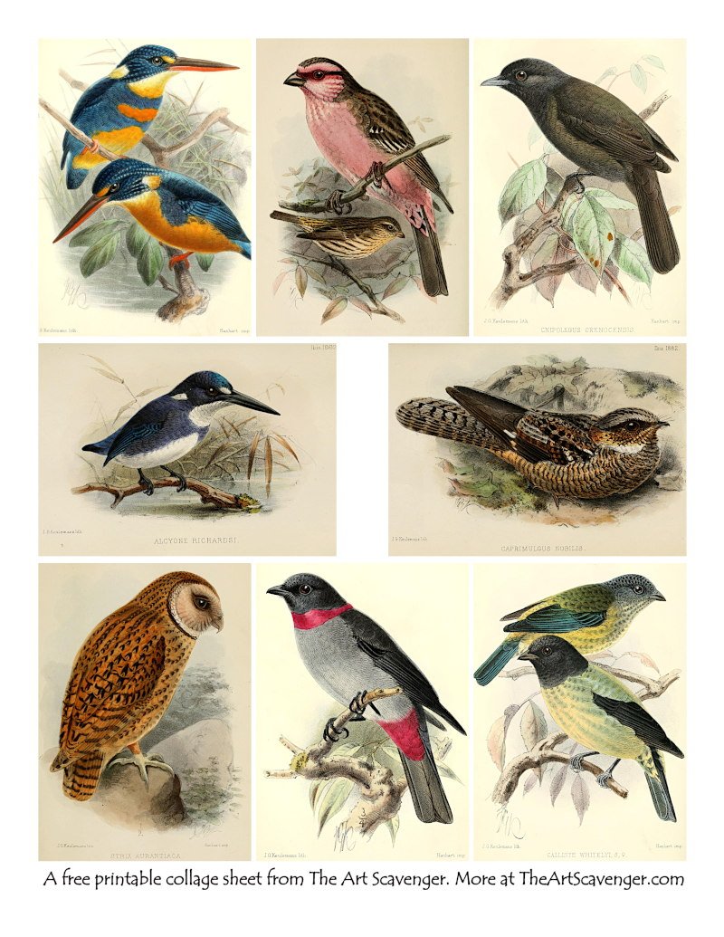 Animals — Free Printable Collage & Ephemera Sheets — The Art Scavenger