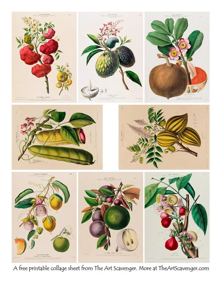 Botanical/Garden — Free Printable Collage & Ephemera Sheets — The Art ...