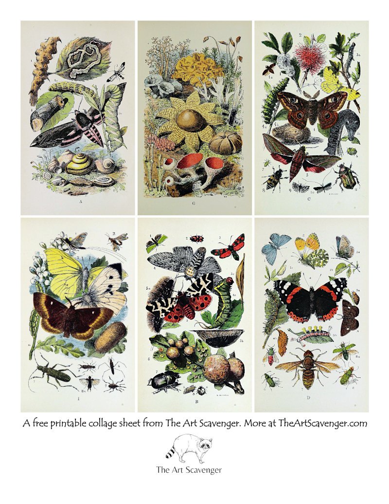 Free Vintage Insect & Nature Illustration Printable Collage Sheets ...