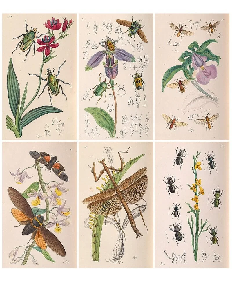 Free Printable Insect Ephemera for Junk Journals and Collage Art — The ...