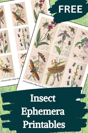 Free Printable Insect Ephemera for Junk Journals and Collage Art — The ...
