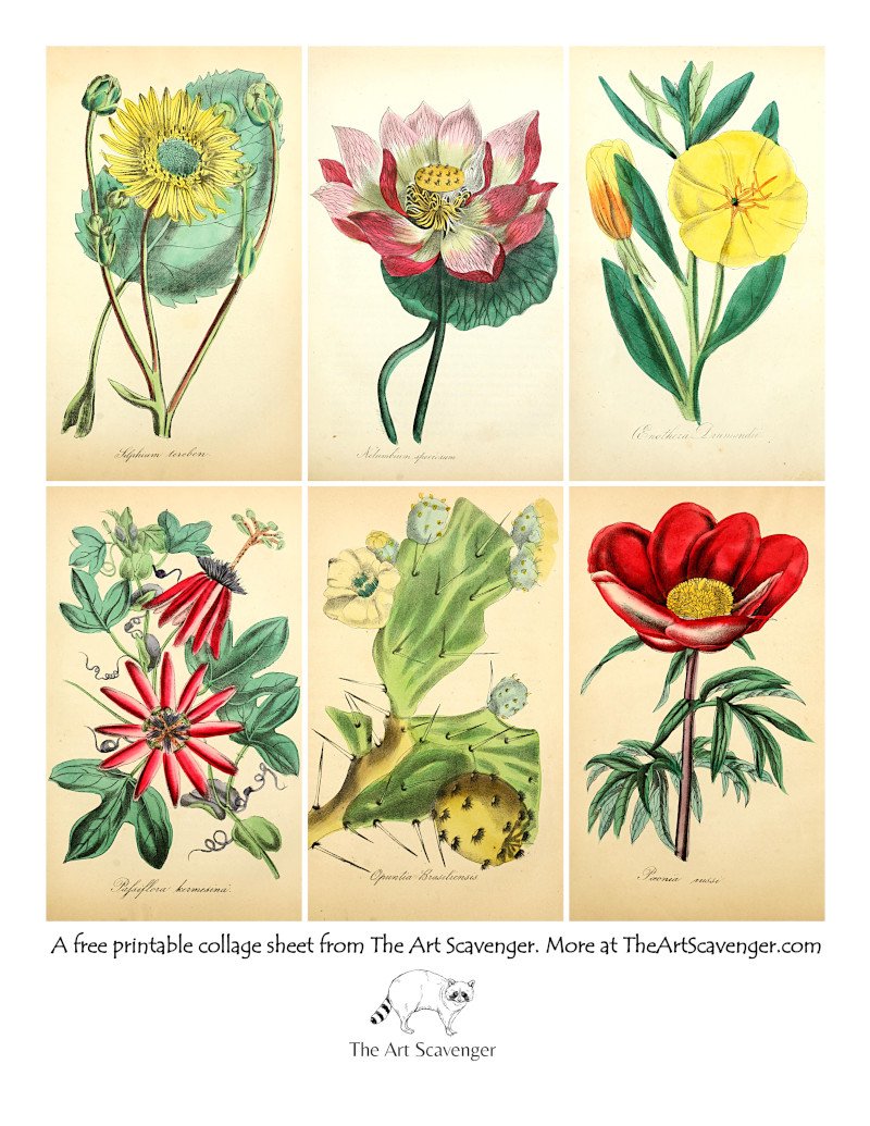 Botanical/Garden — Free Printable Collage & Ephemera Sheets — The Art ...