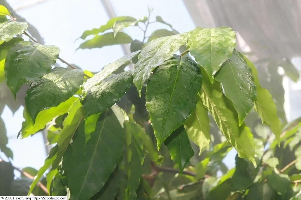 Pygeum — WildCheck