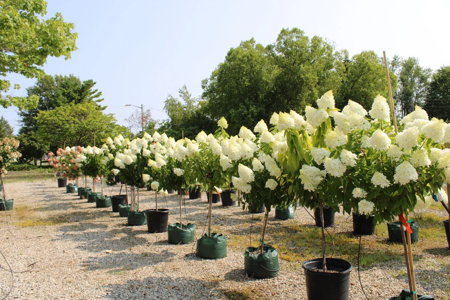 Our Property — Rose City Nursery