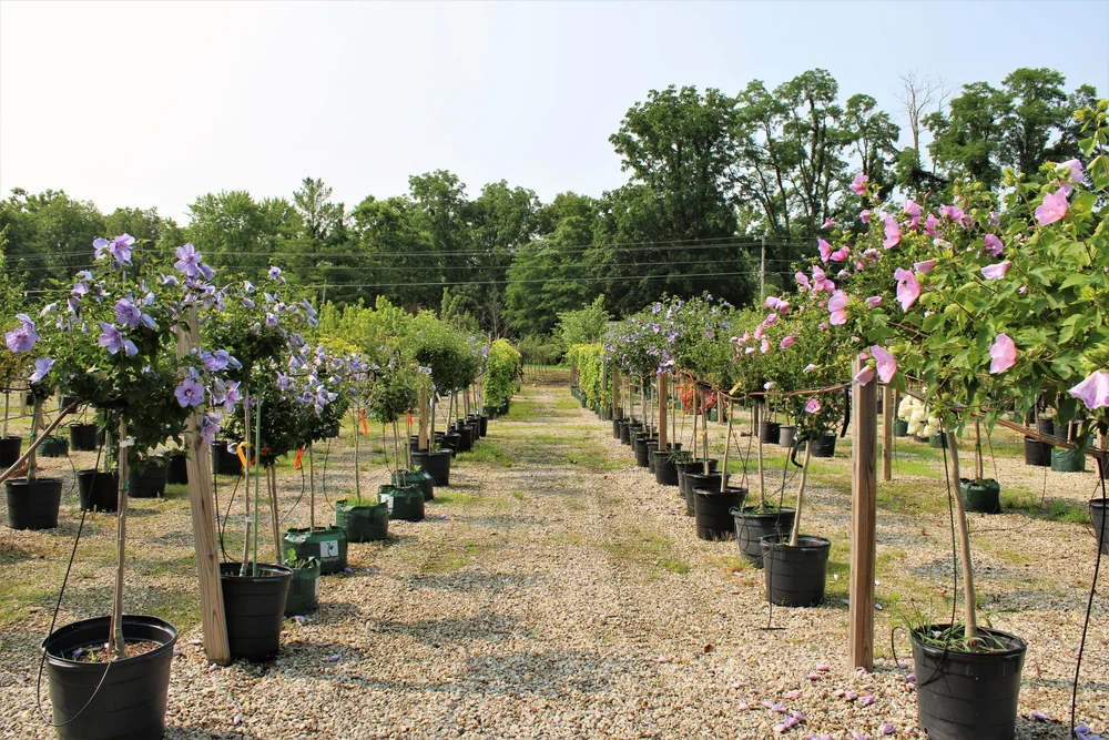 Our Property — Rose City Nursery