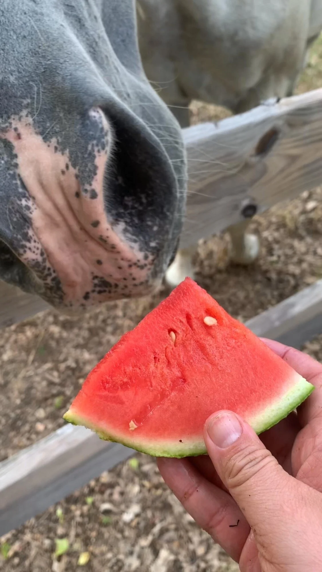 Double B Farm & Ranch | Responsibly Raised Beef | Free-Range Eggs