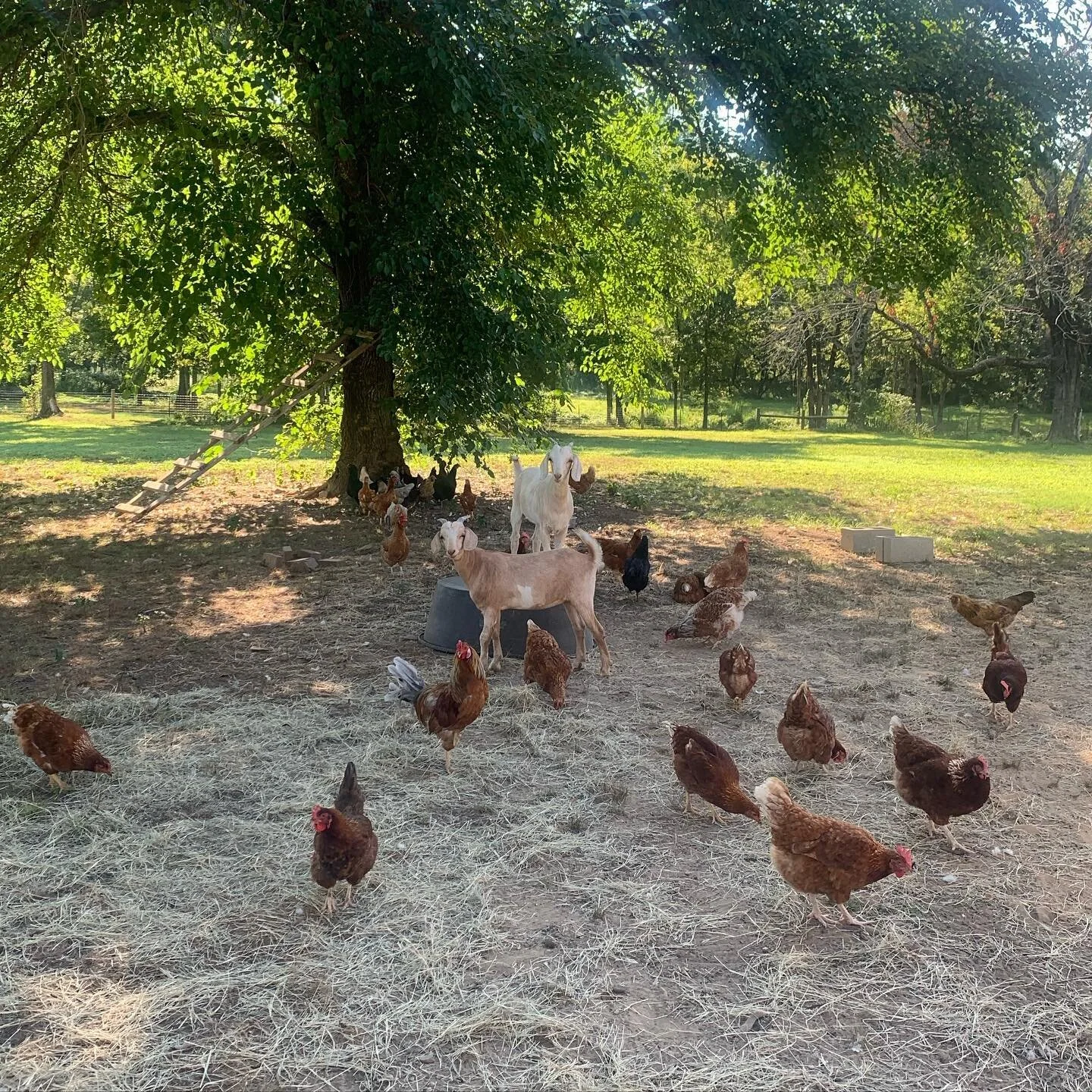 Double B Farm & Ranch | Responsibly Raised Beef | Free-Range Eggs