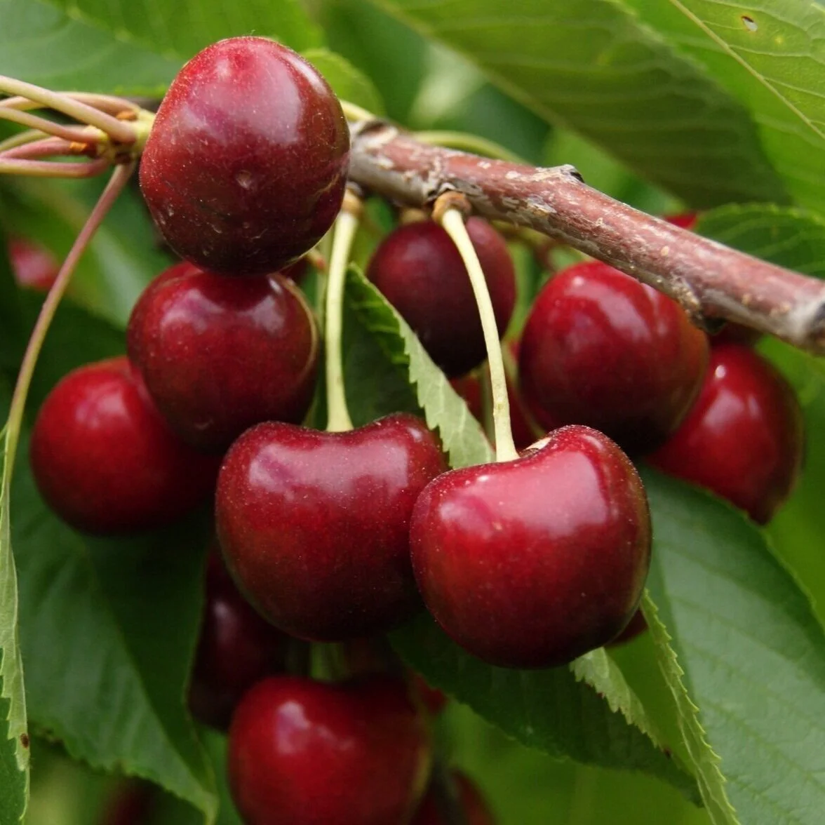 Gavin Orchards | Sustainably Grown Apples, Peaches, Cherries, & Summer ...