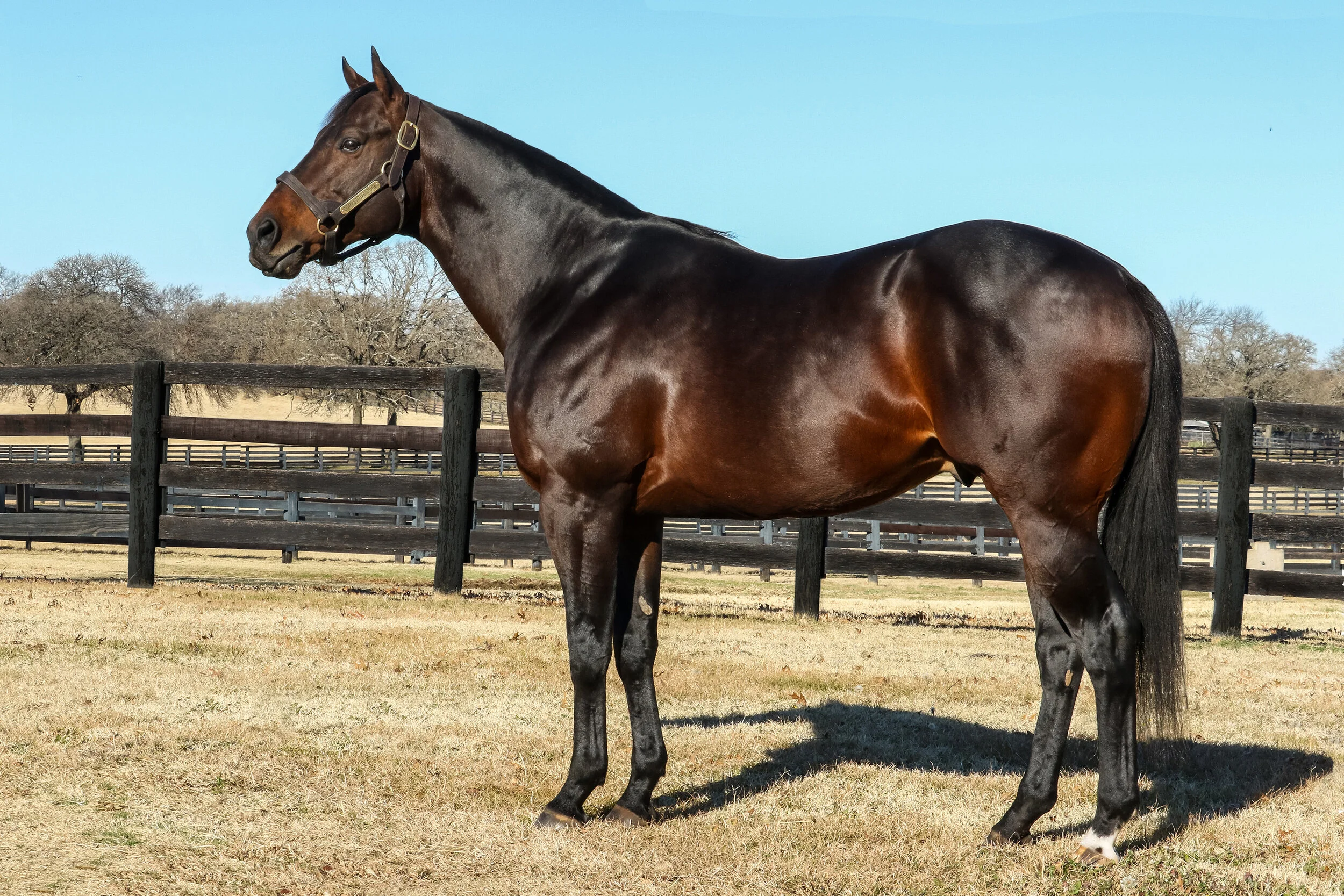 VALOR FARM