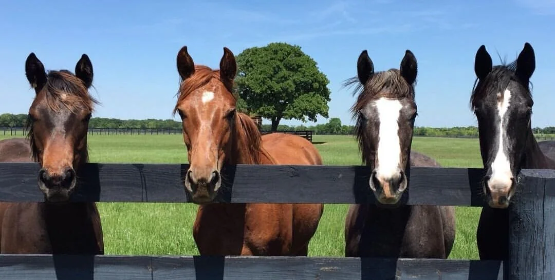 Contact — VALOR FARM