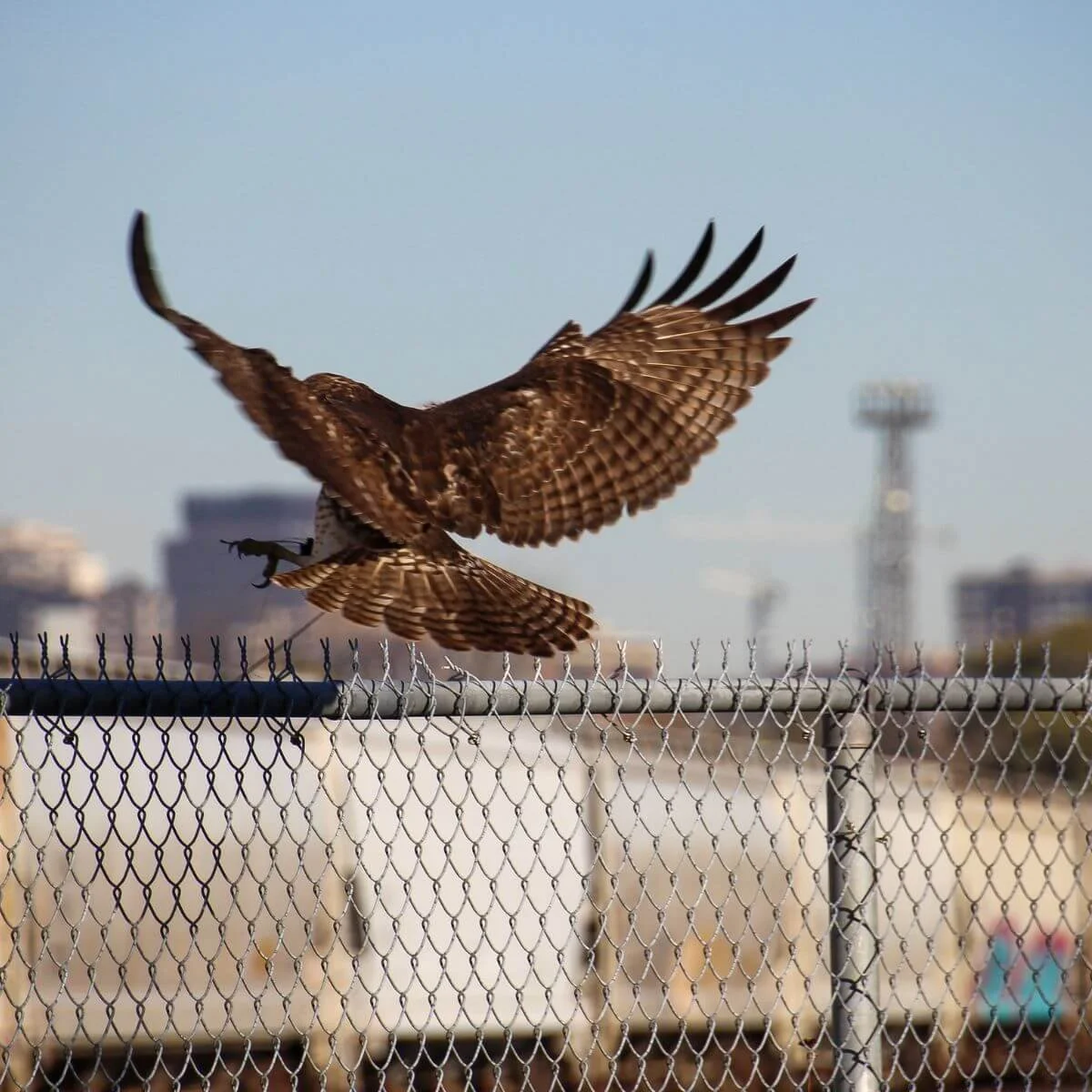 Curt Thompson — RAPT Interviews