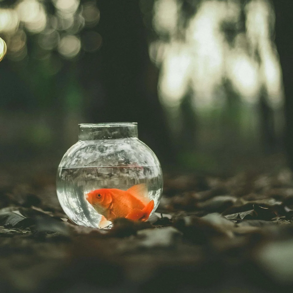 Goldfish and The Role of Prayer — RAPT Interviews