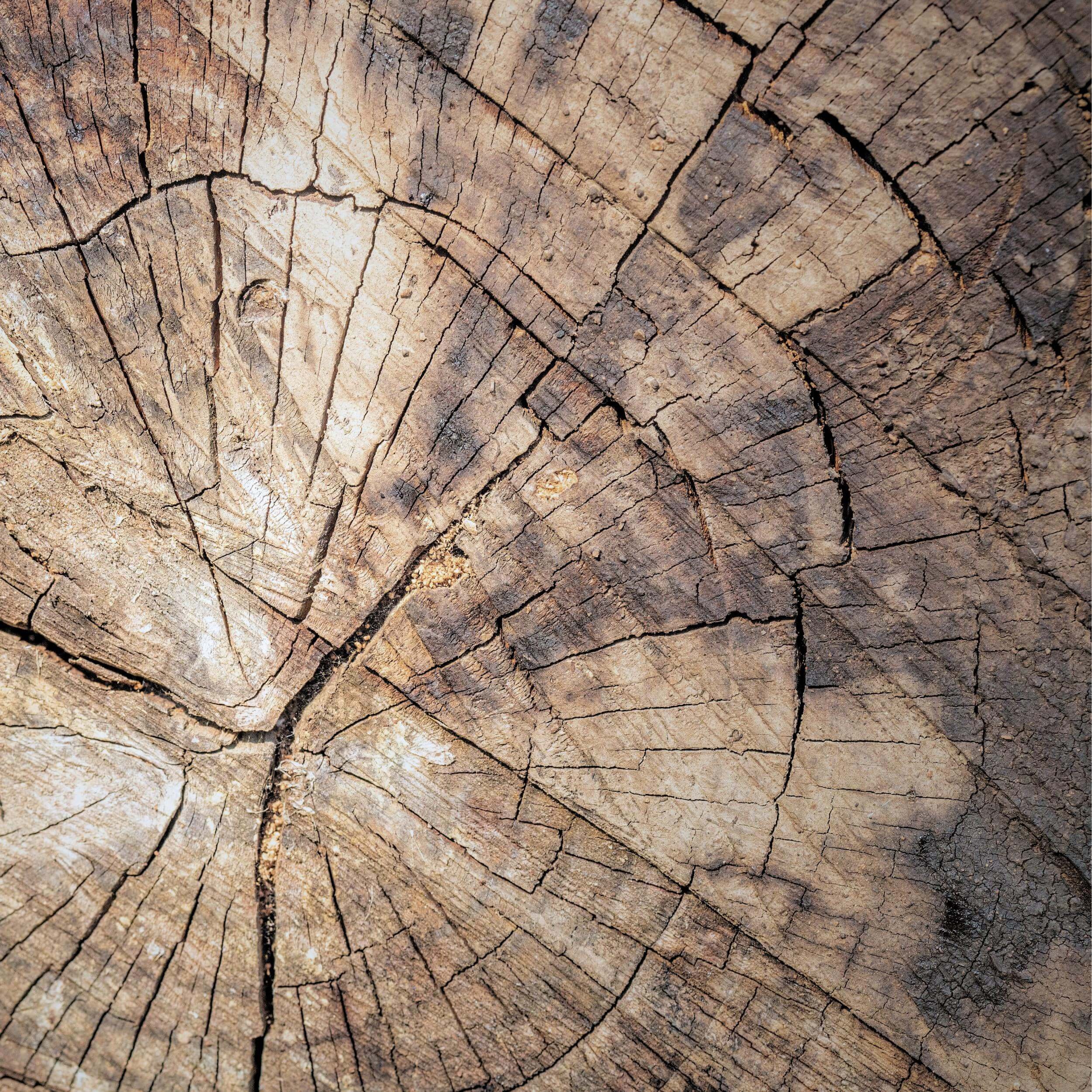 Mark Moore — RAPT Interviews