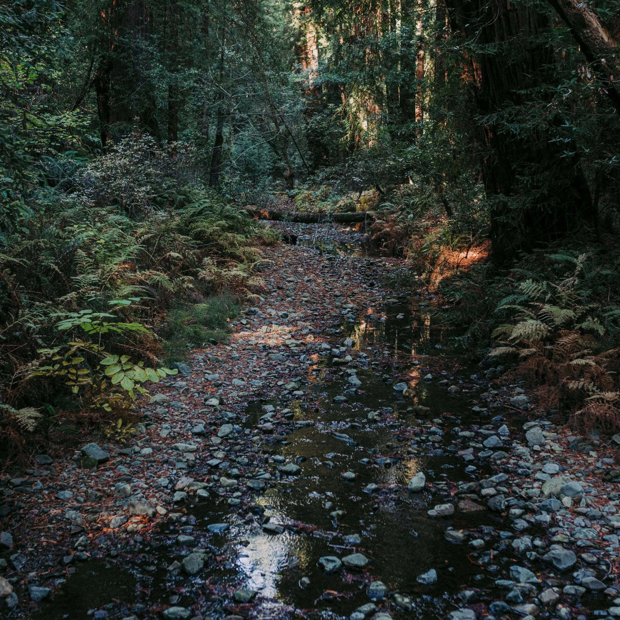 Edward Holmes — RAPT Interviews