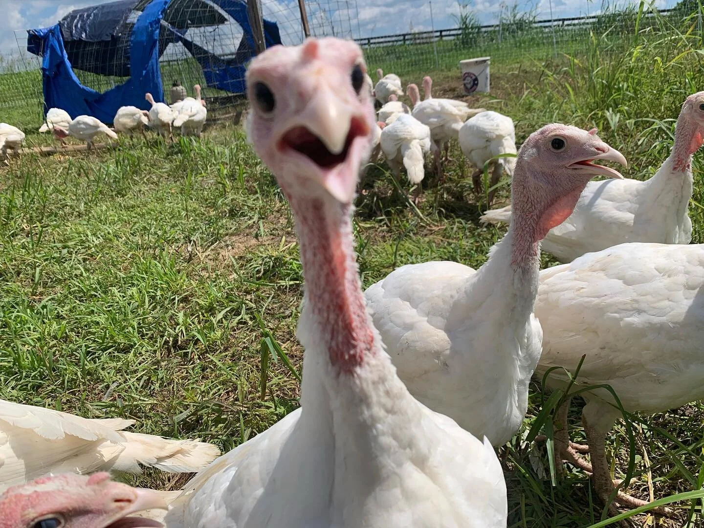 Slaughter Family Farm | Humanely Raised Pork & Poultry