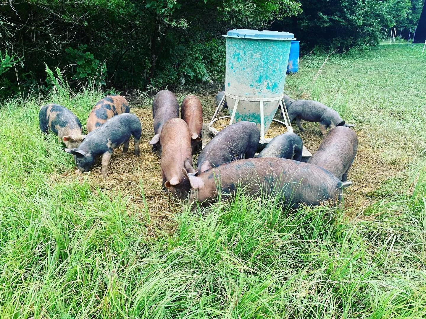 Slaughter Family Farm | Humanely Raised Pork & Poultry
