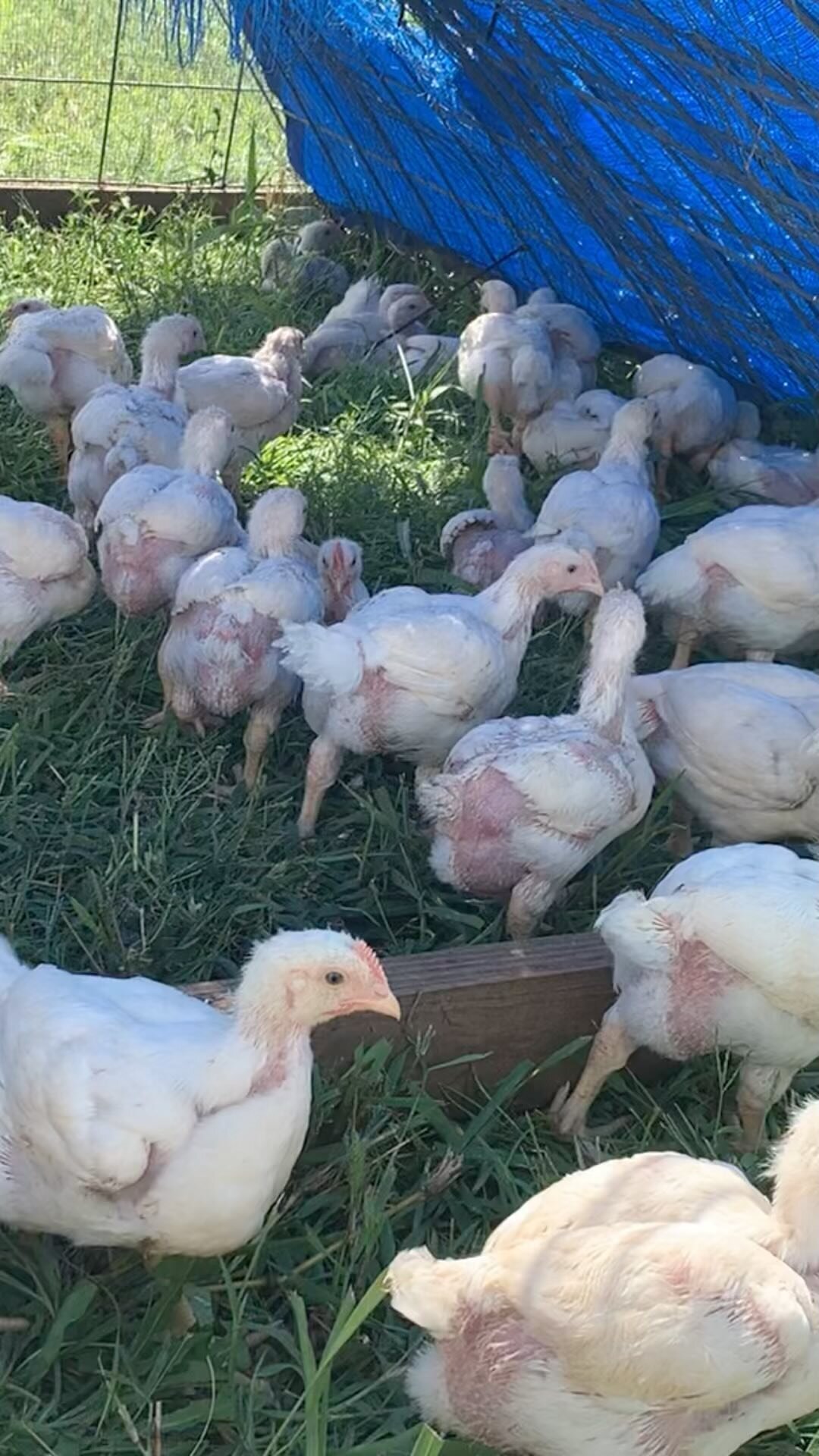 Slaughter Family Farm | Humanely Raised Pork & Poultry