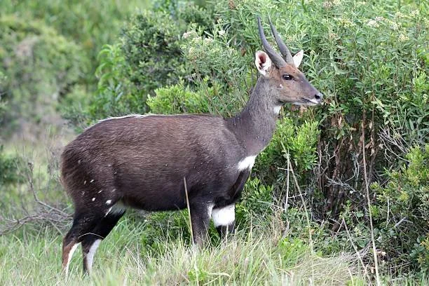 Bushbuck Hunting in South Africa. — Hunting Safaris in South Africa