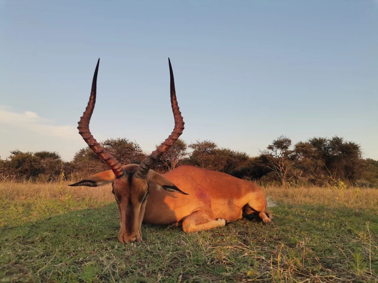 Hunting Packages in South Africa — Hunting Safaris in South Africa
