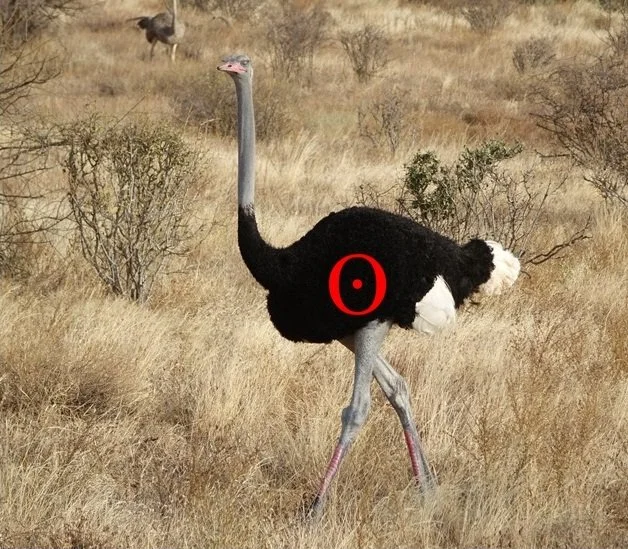 Ostrich hunting in South Africa. — Hunting Safaris in South Africa