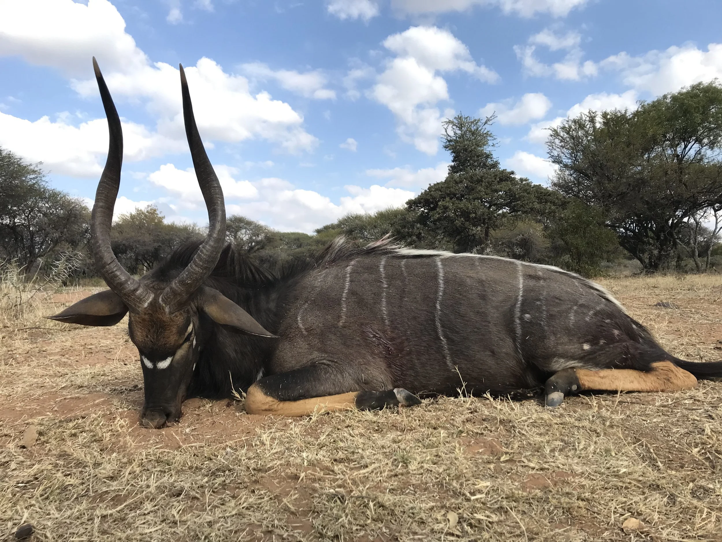 Hunting in South Africa