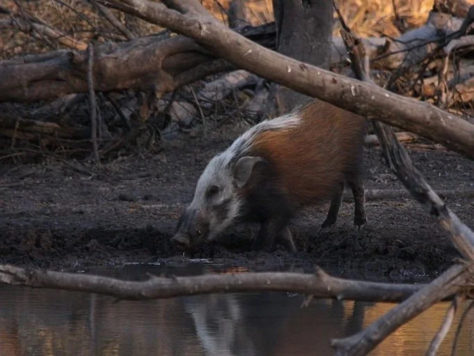 Bushpig hunting in South Africa. — Hunting Safaris in South Africa