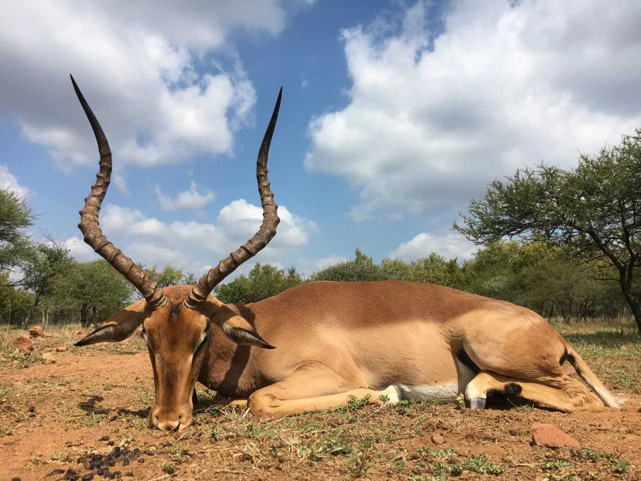 Hunting Packages in South Africa. — Hunting Safaris in South Africa