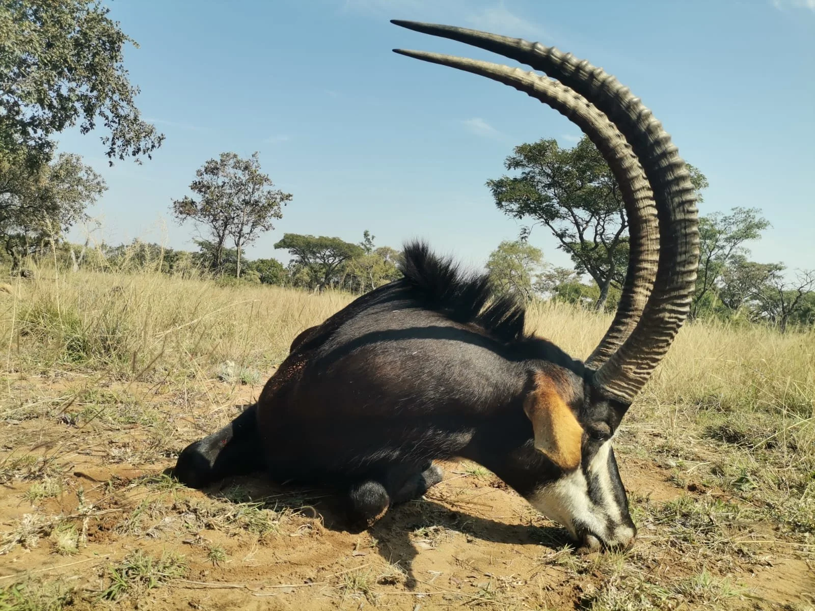 Hunting in South Africa